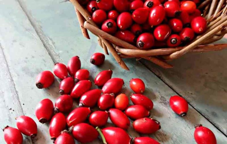 Šipurak ili šipak - Snews